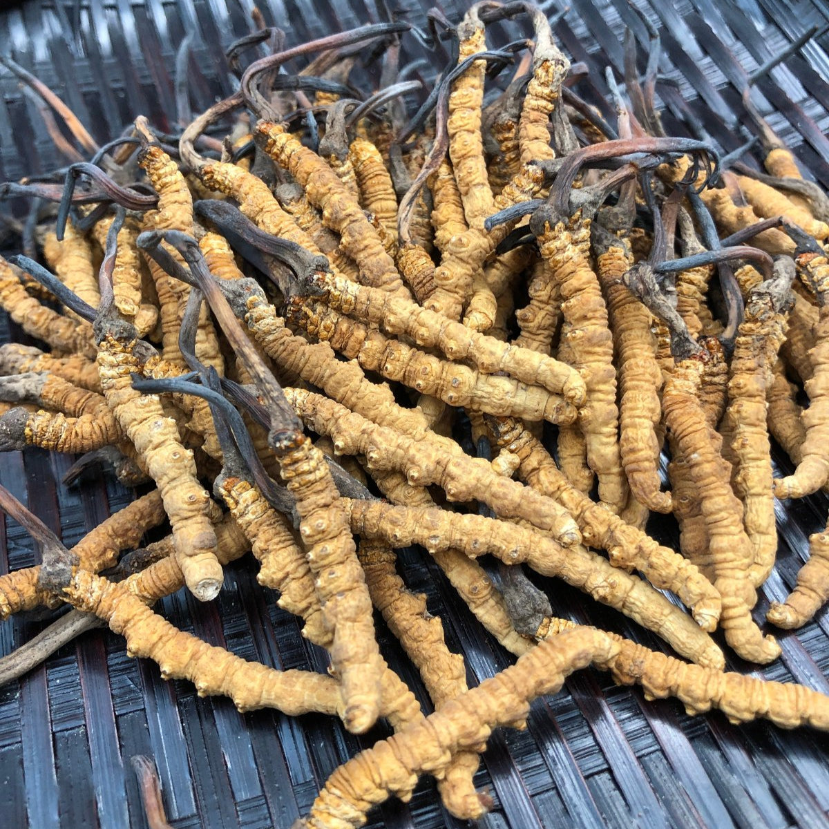 西藏野生冬蟲夏草 | 五大保證 | 西藏珍品冬蟲草 – 均成辦館
